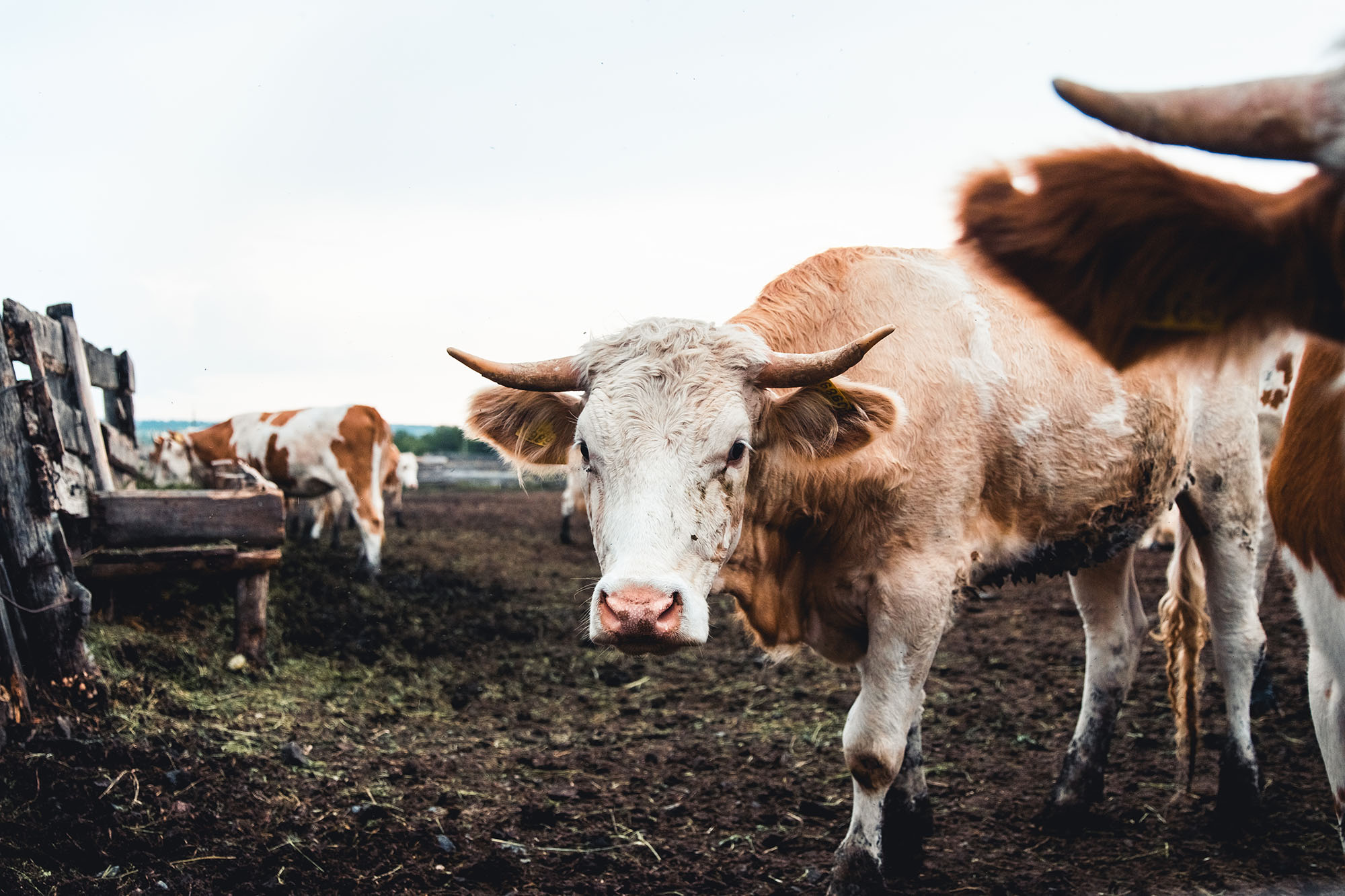 Cattle Health & Management: Cows and Their Land